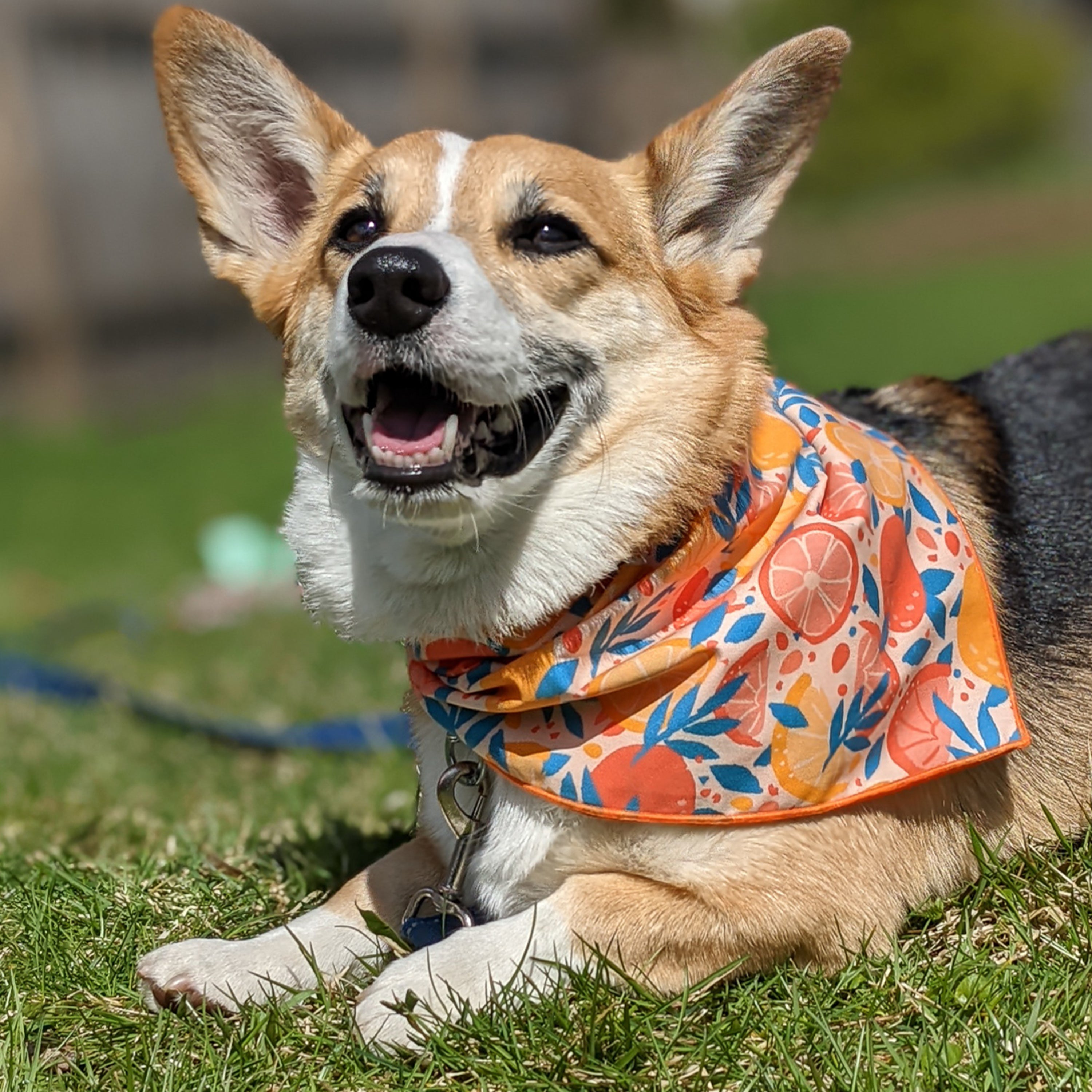 All Bandanas – Woofcessories
